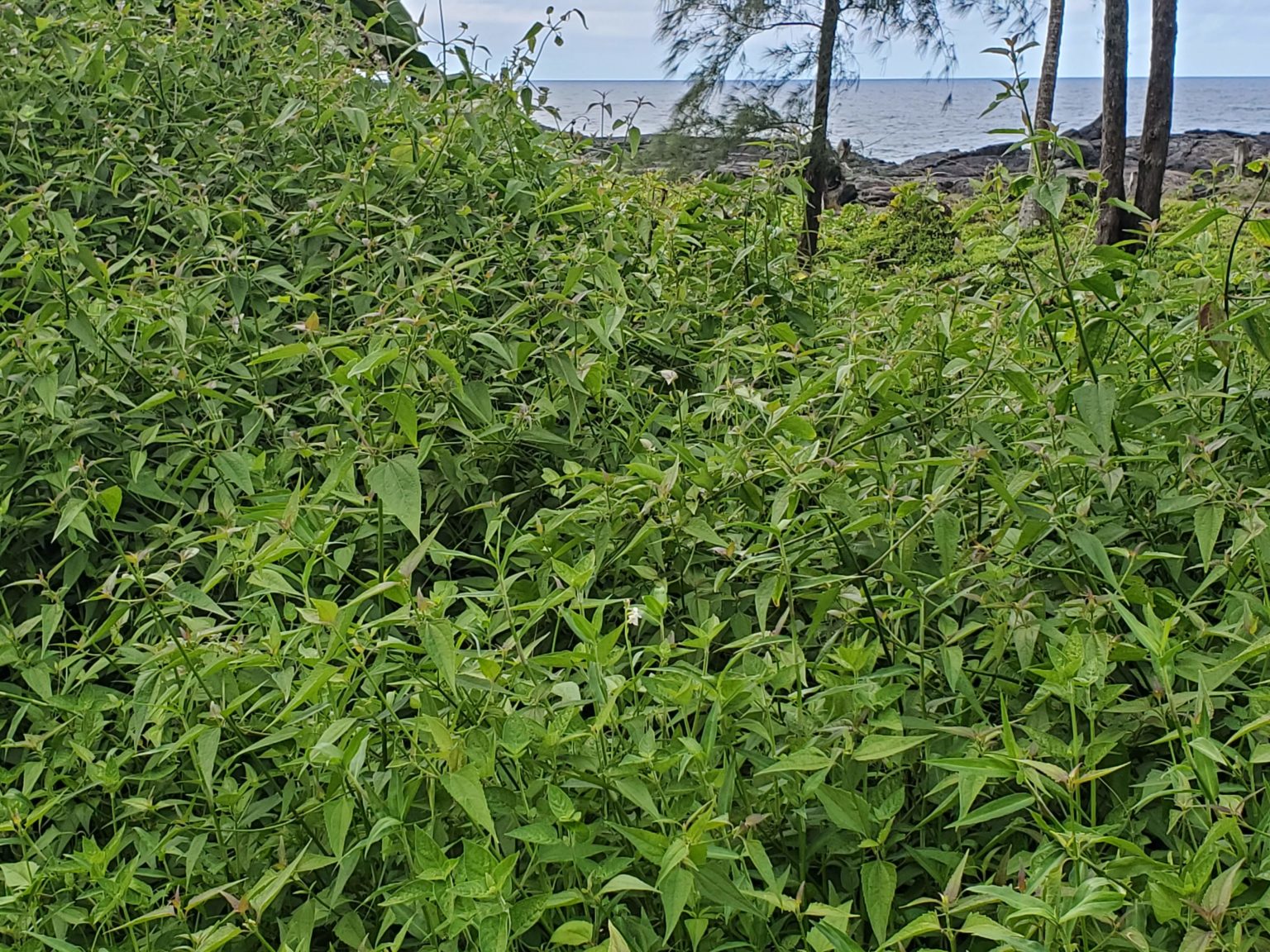 Chromolaena odorata (Devil Weed)
