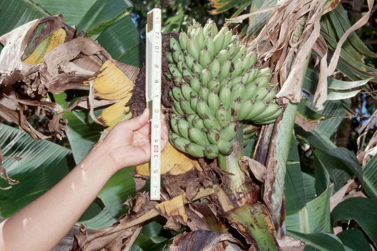 Banana Bunchy Top Virus - Big Island Invasive Species Committee (BIISC)