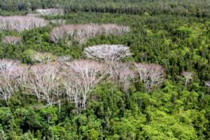 Albizia - Big Island Invasive Species Committee (BIISC)