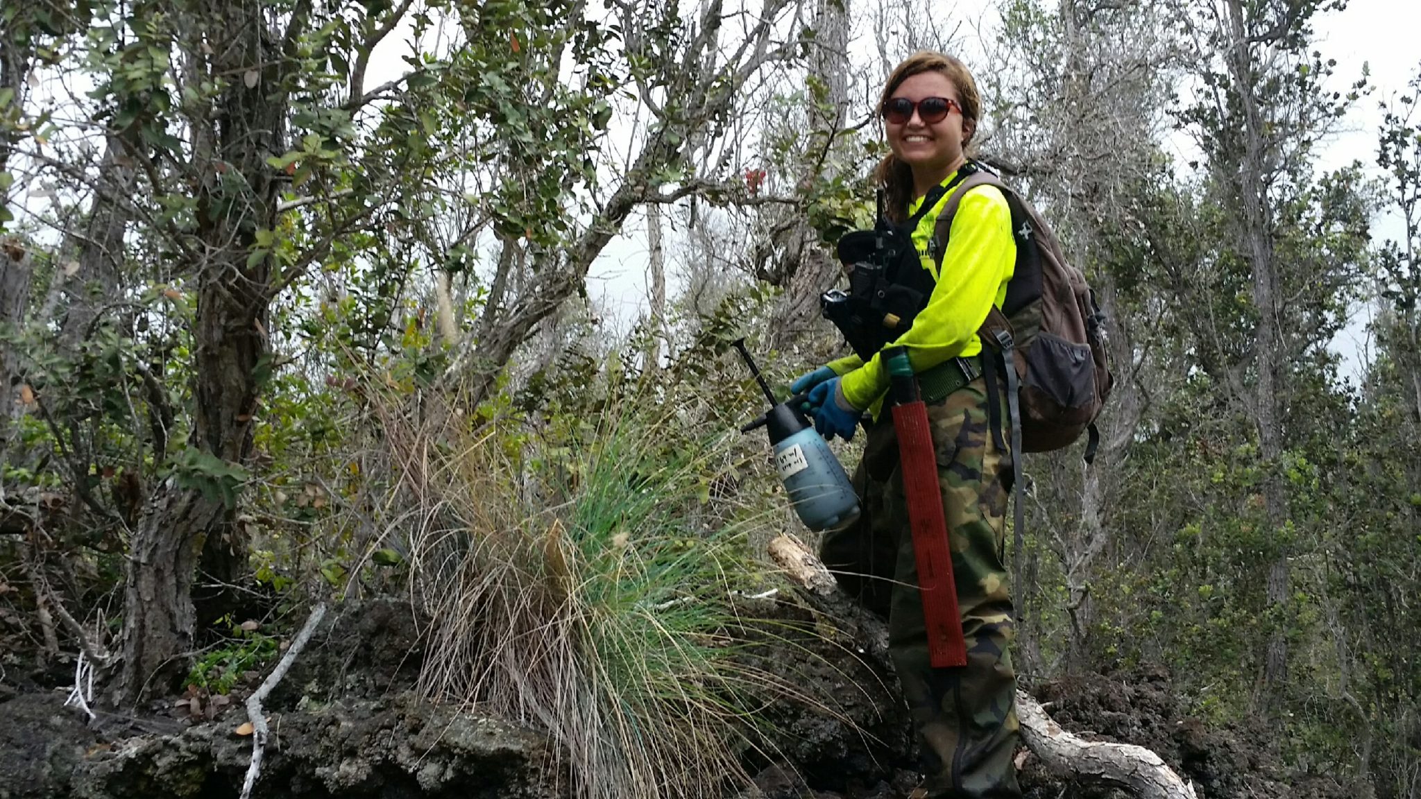 Fountain Grass - Big Island Invasive Species Committee (BIISC)