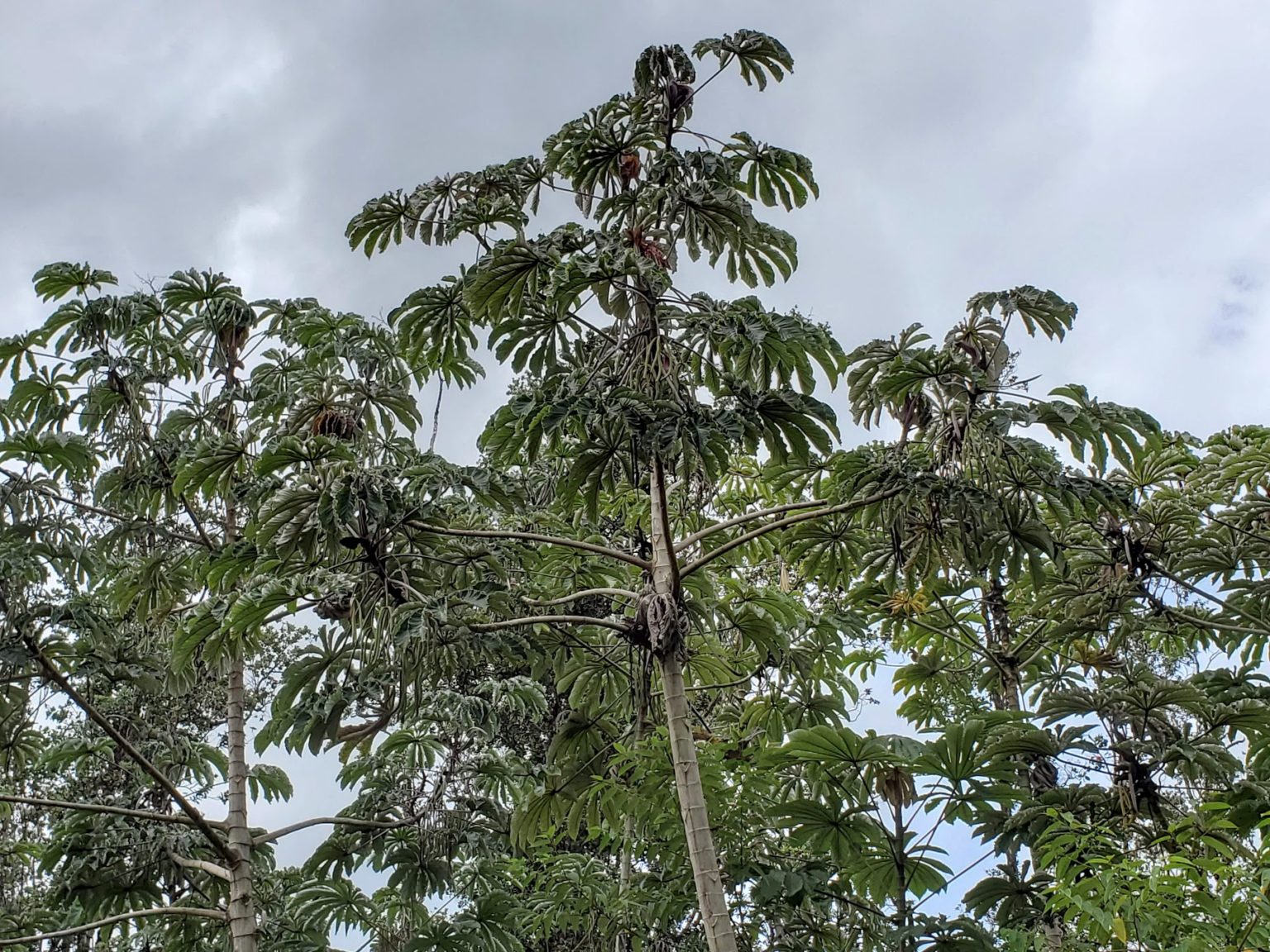 Trumpet Tree - Big Island Invasive Species Committee (BIISC)