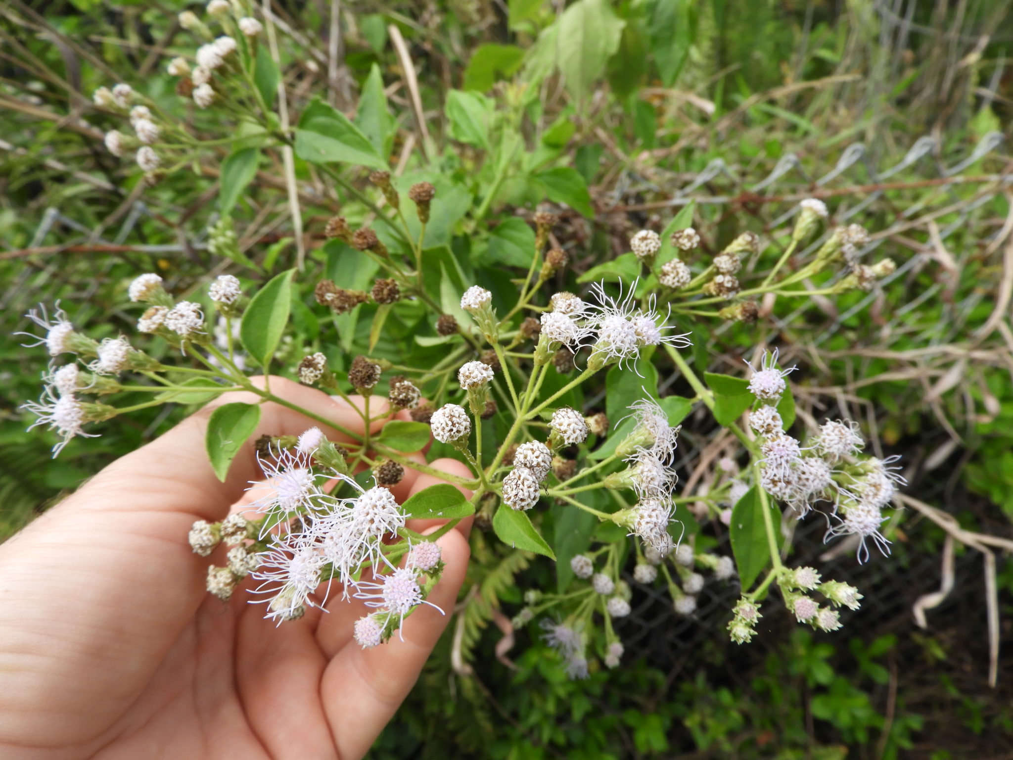 Chromolaena odorata (Devil Weed)