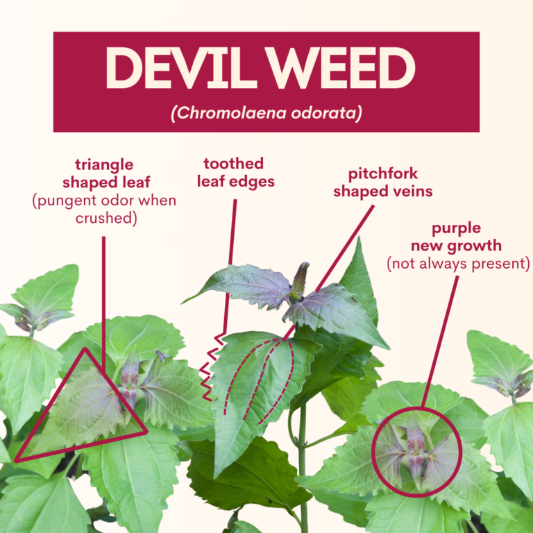 Chromolaena odorata (Devil Weed)