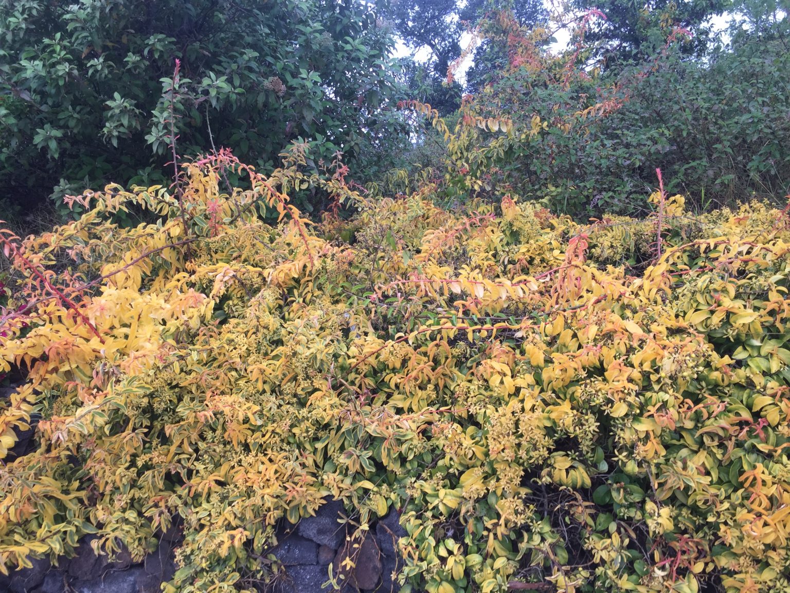 Barbados Gooseberry - Big Island Invasive Species Committee (BIISC)