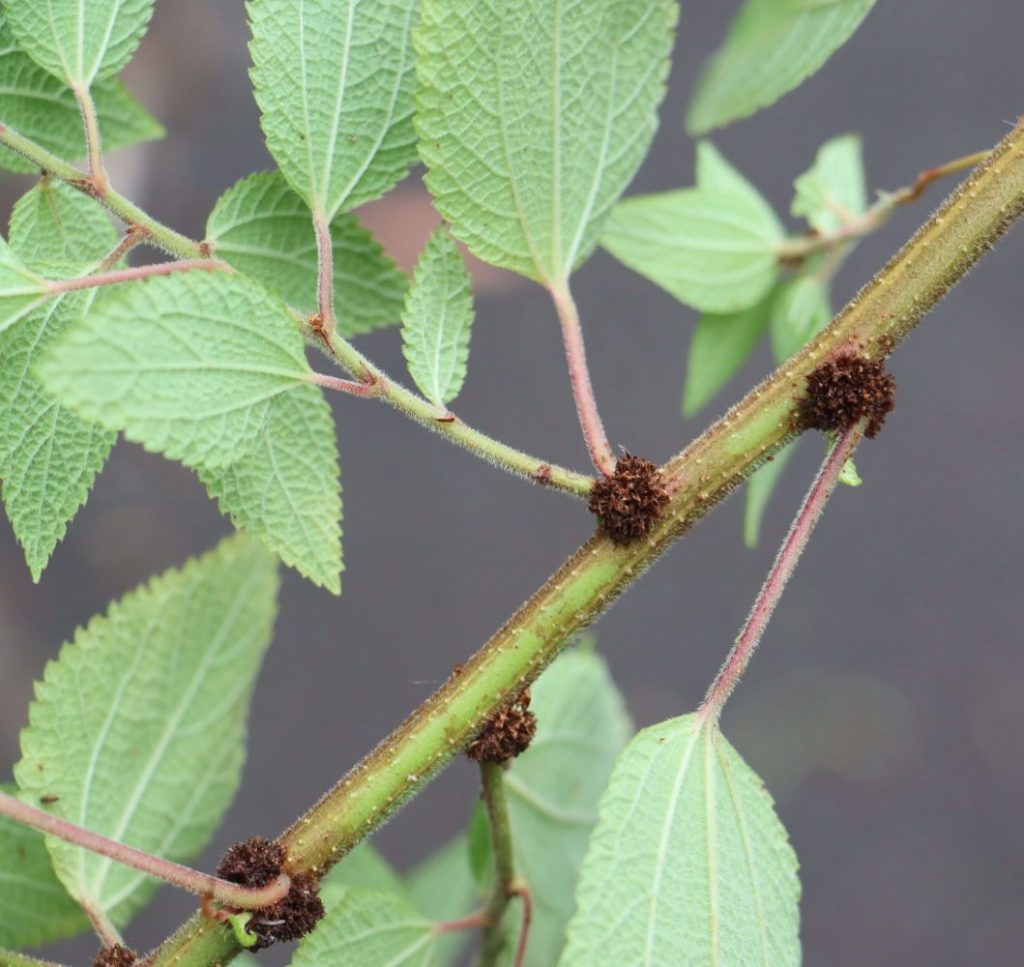 Phenax hirtus - Big Island Invasive Species Committee (BIISC)