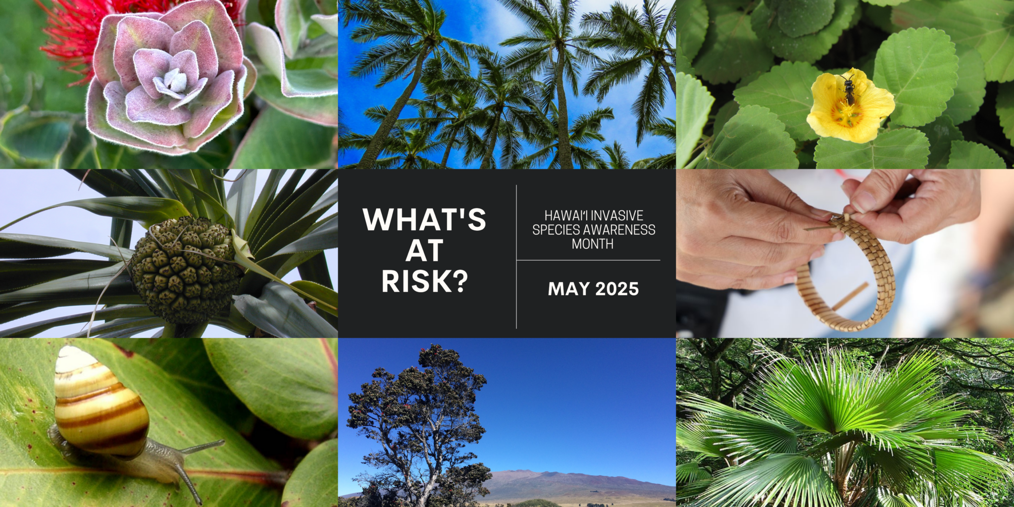 It's Hawaiʻi Invasive Species Awareness Month! - Big Island Invasive ...