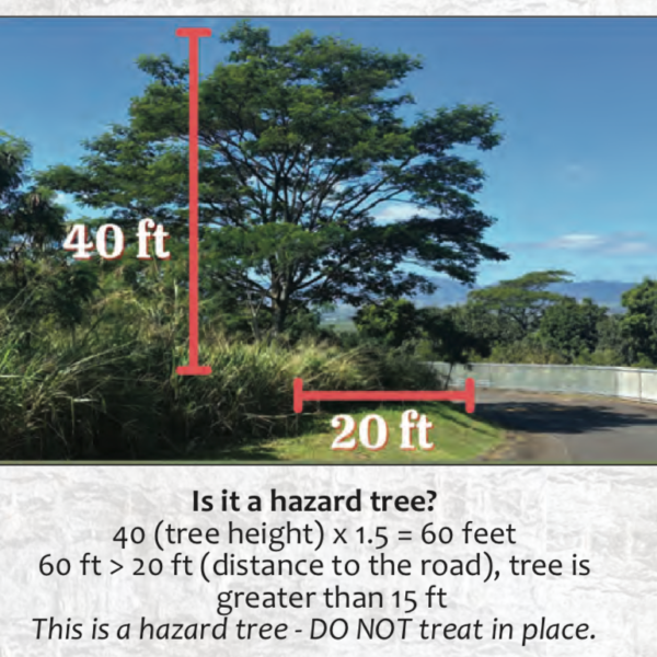 Mitigating Albizia on Neighboring Properties - Big Island Invasive ...