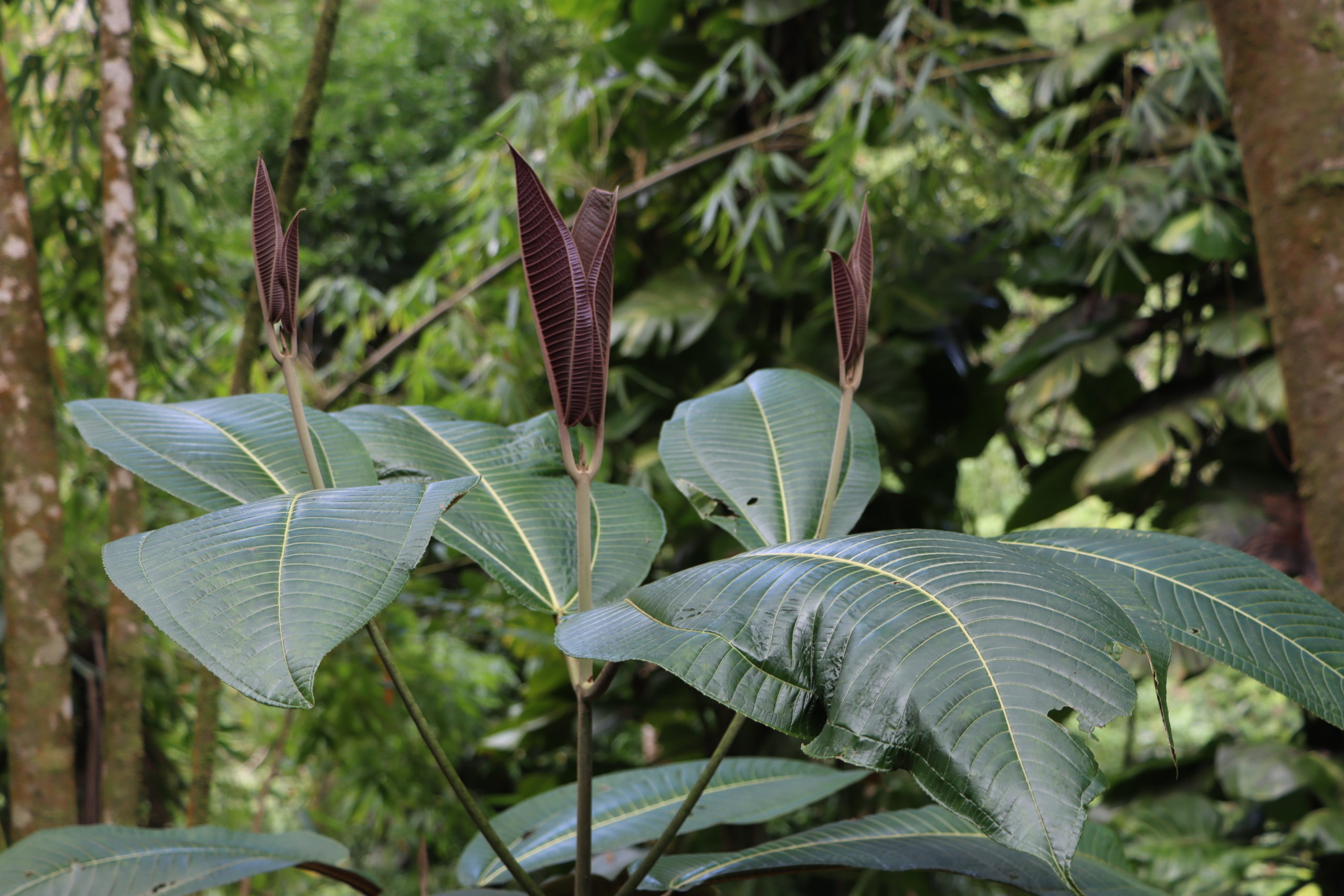Miconia - Big Island Invasive Species Committee (BIISC)