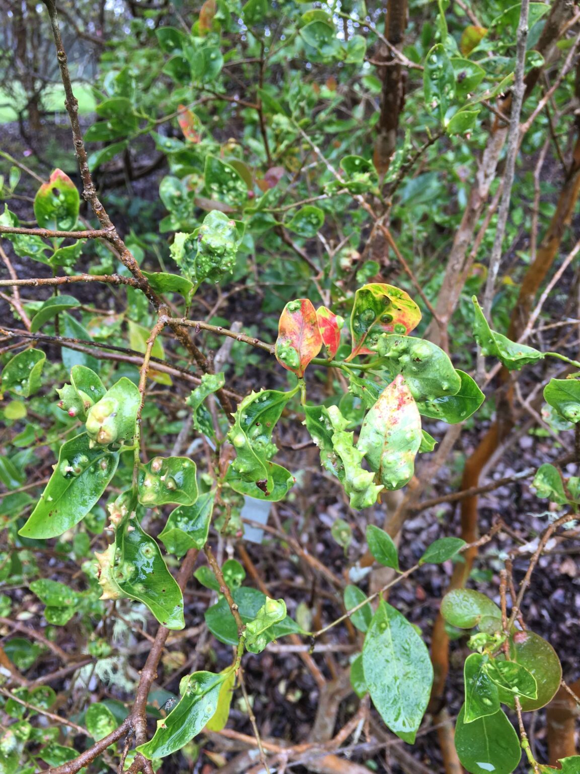 What's that on the strawberry guava? Meet Tectococcus ovatus - Big ...