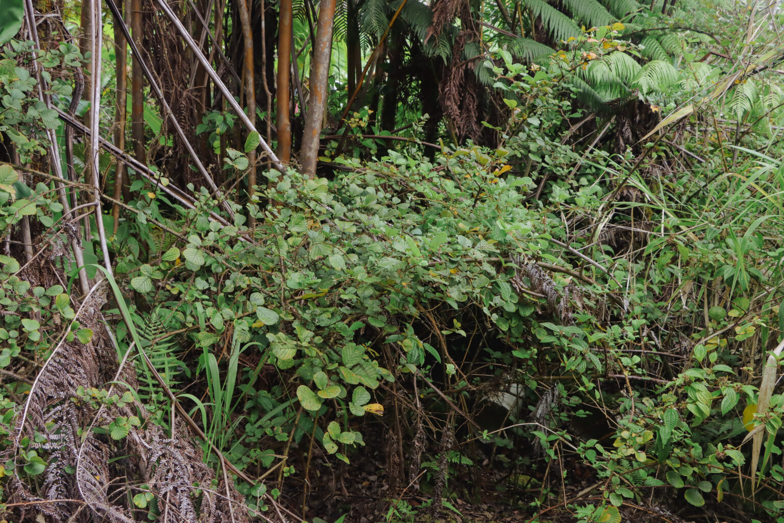 Himalayan Raspberry - Big Island Invasive Species Committee (BIISC)