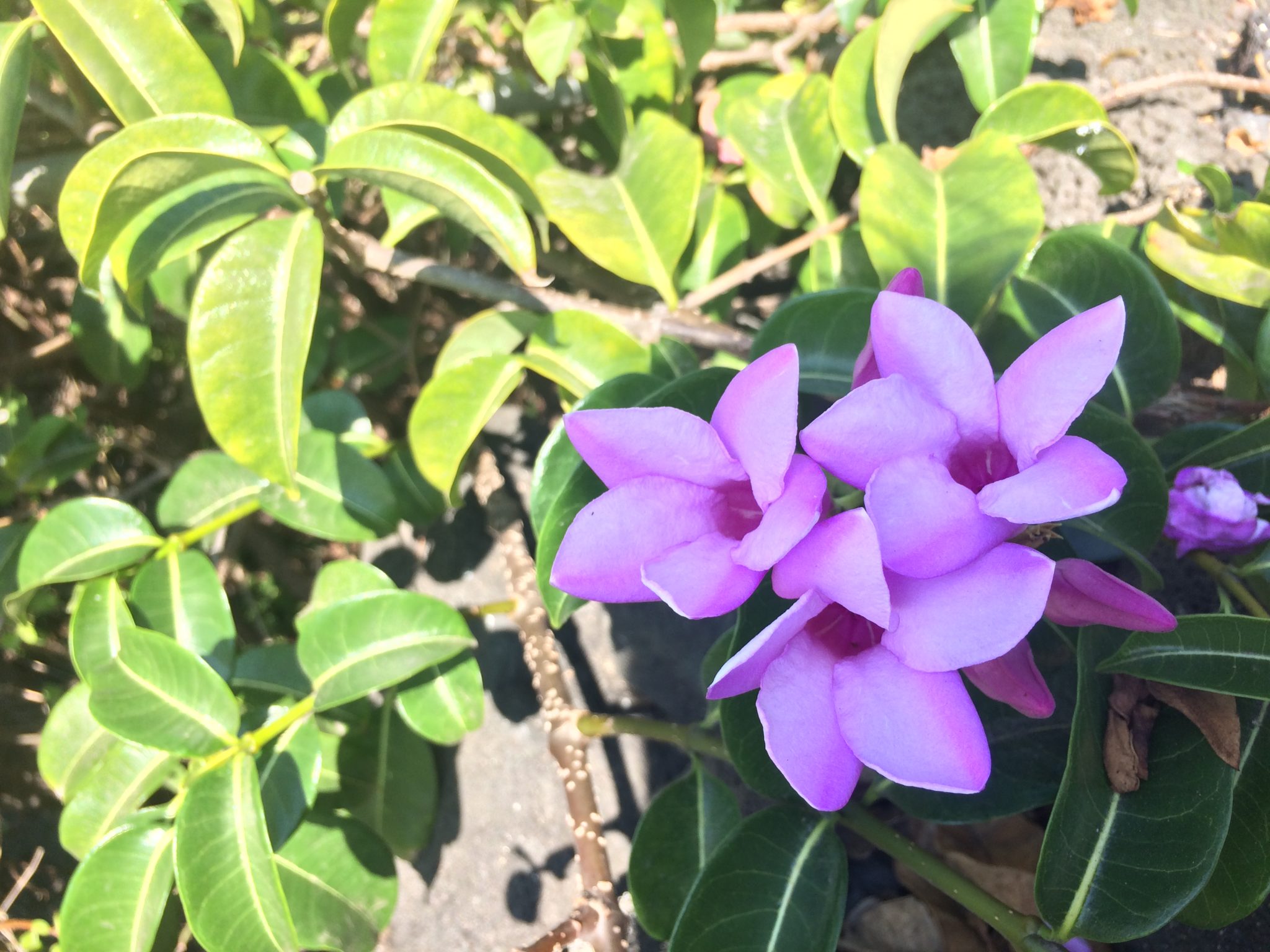 Rubber Vine - Big Island Invasive Species Committee (BIISC)