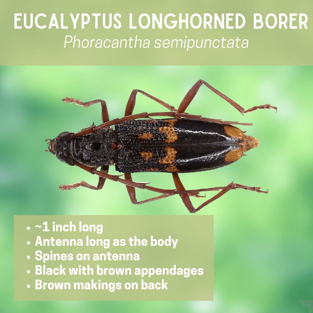 Look-a-like Longhorns - Big Island Invasive Species Committee (BIISC)