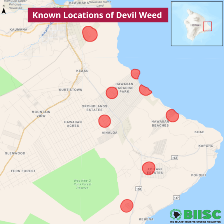 Chromolaena odorata (Devil Weed)