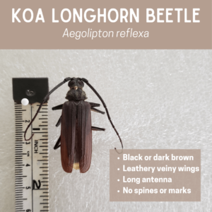 Look-a-like Longhorns - Big Island Invasive Species Committee (BIISC)