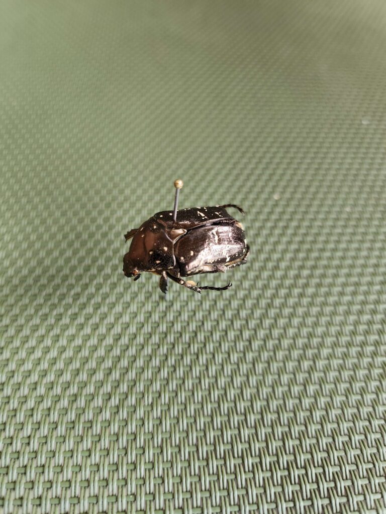 Oriental Flower Beetle - Big Island Invasive Species Committee (BIISC)