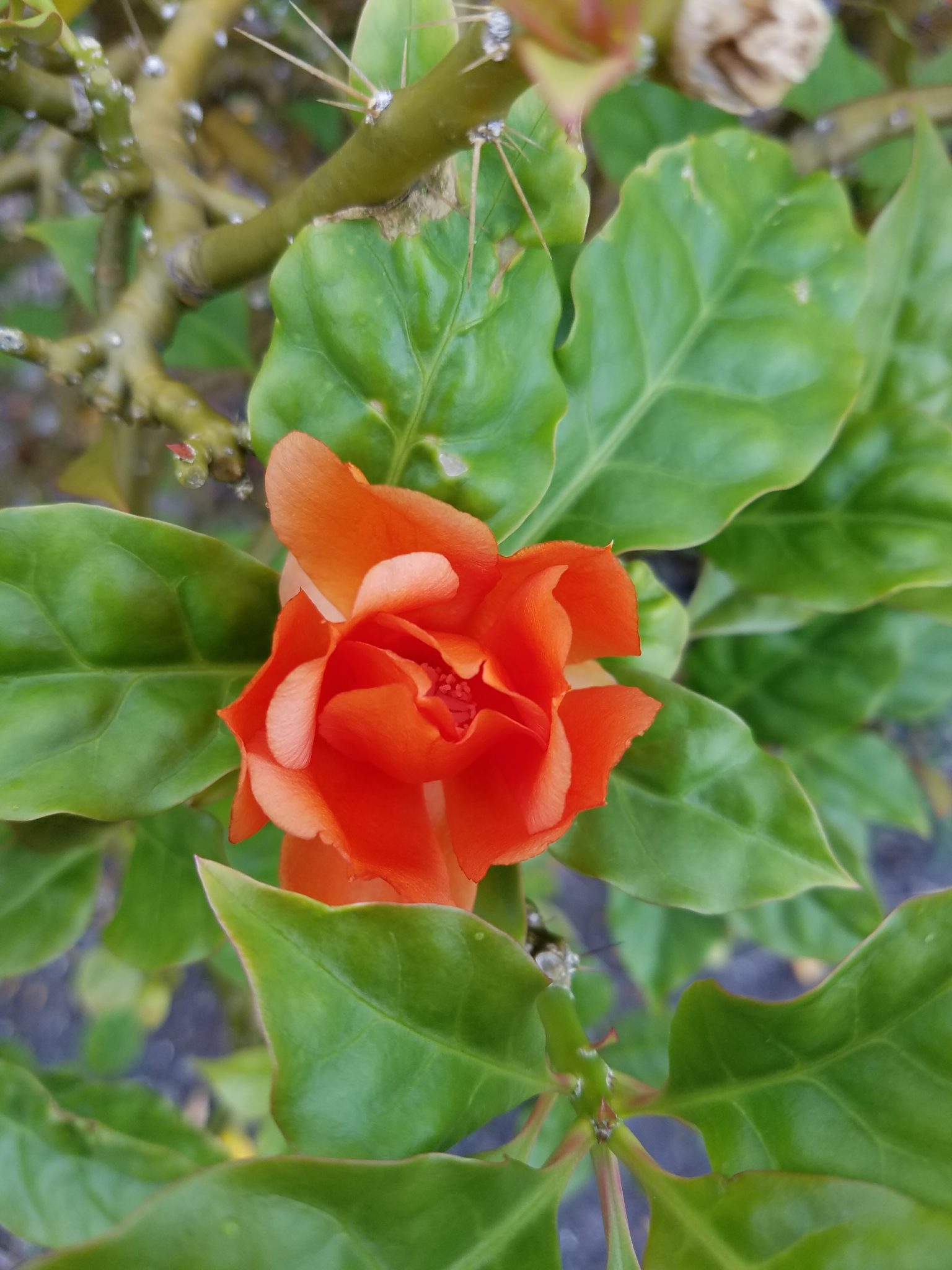 Barbados gooseberry - Big Island Invasive Species Committee (BIISC)