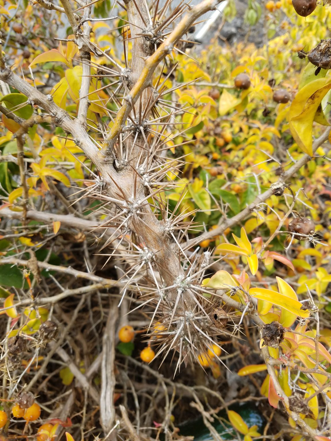 Barbados gooseberry - Big Island Invasive Species Committee (BIISC)