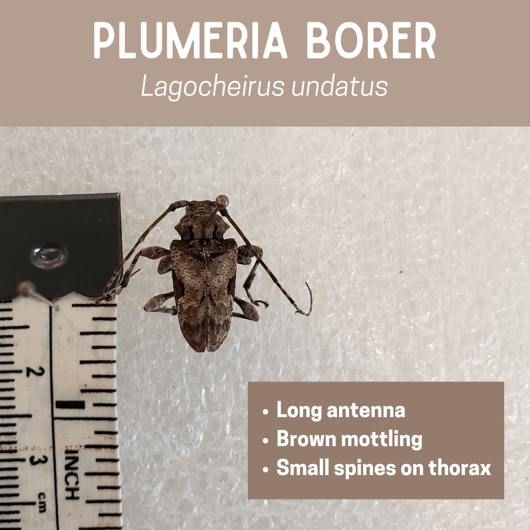 Look-a-like Longhorns - Big Island Invasive Species Committee (BIISC)