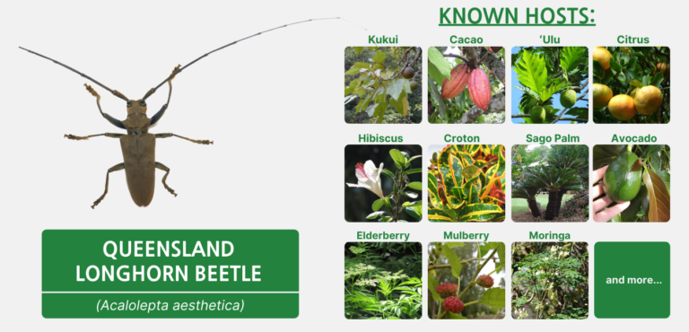 Queensland Longhorn Beetle - Big Island Invasive Species Committee (BIISC)