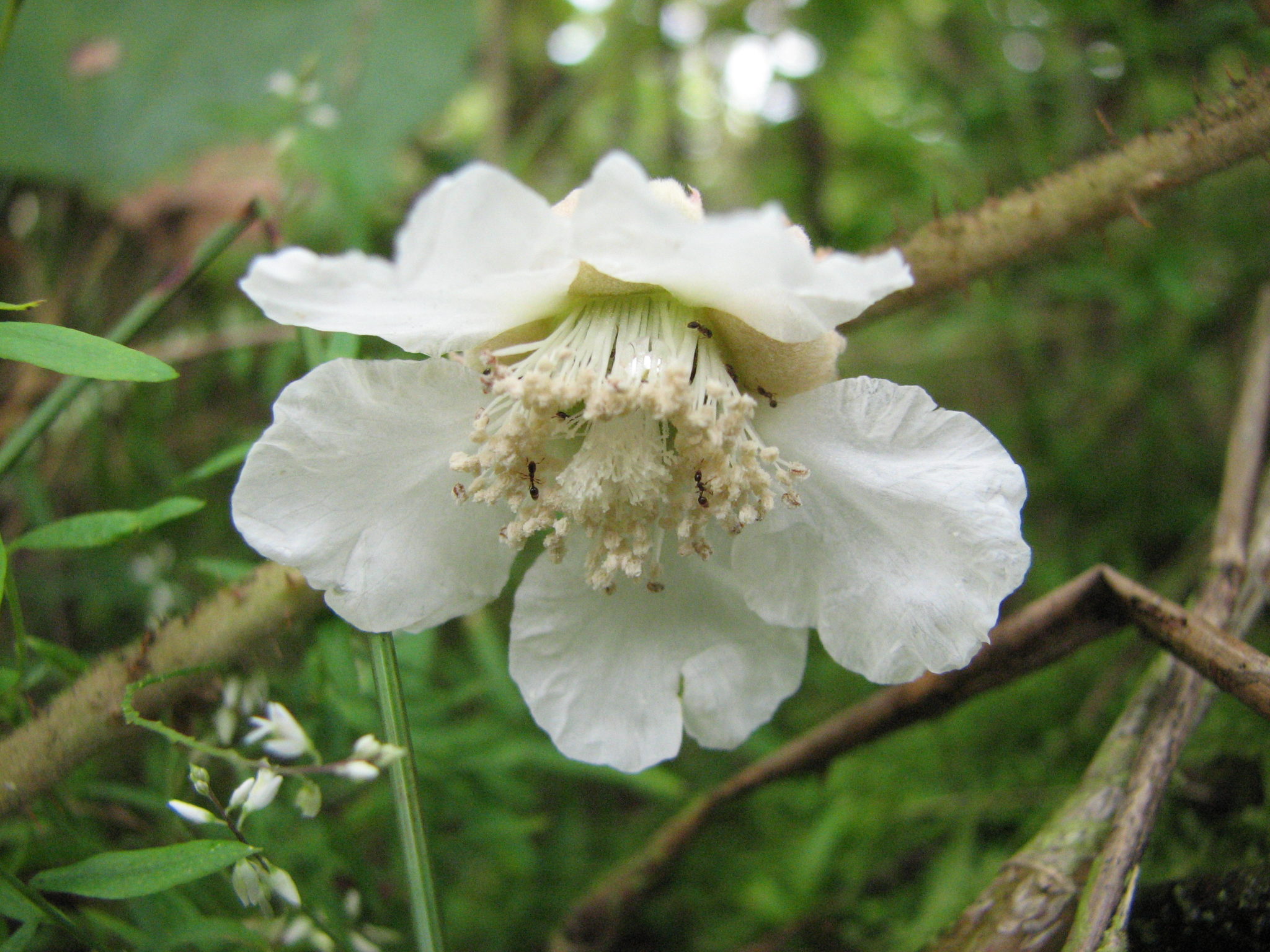 Molucca Raspberry - Big Island Invasive Species Committee (BIISC)