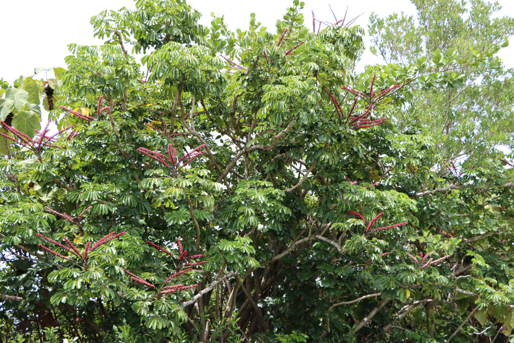 Octopus Tree - Big Island Invasive Species Committee (BIISC)