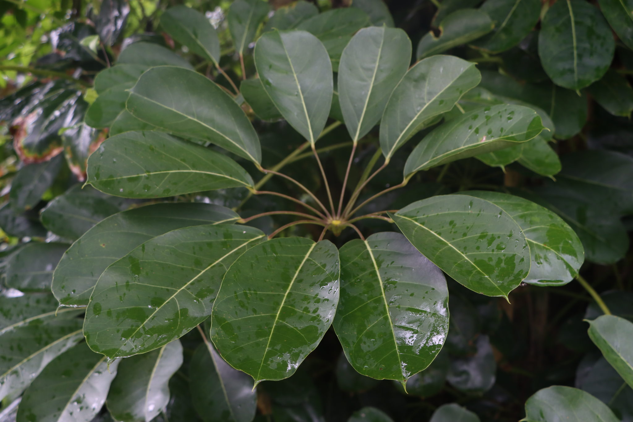 Octopus Tree - Big Island Invasive Species Committee (BIISC)