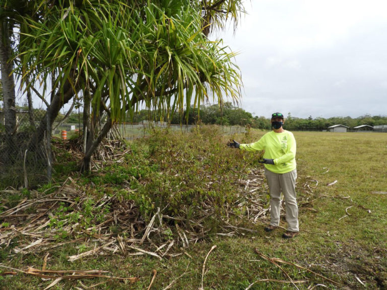 Chromolaena odorata (Devil Weed)