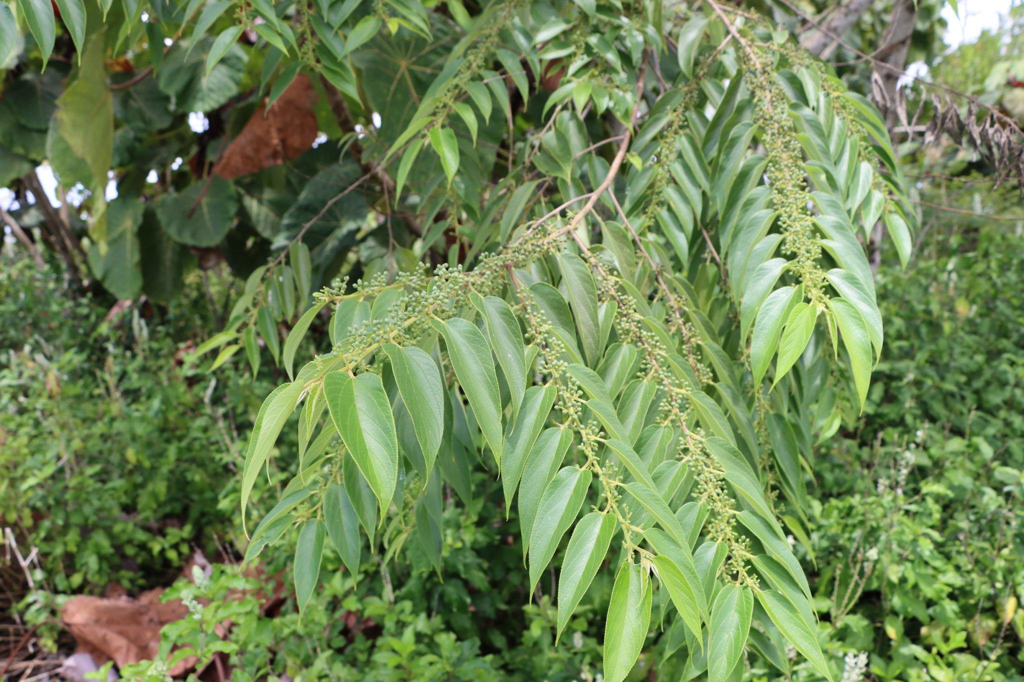 Gunpowder Tree - Big Island Invasive Species Committee (BIISC)