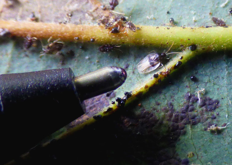 Avocado Lace Bug - Big Island Invasive Species Committee (BIISC)