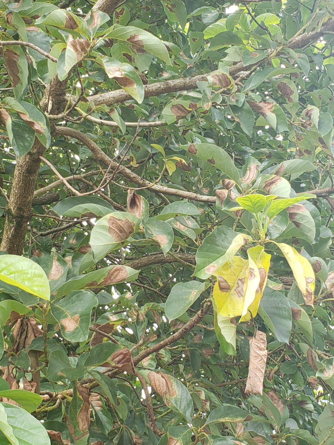 Avocado Lace Bug - Big Island Invasive Species Committee (BIISC)
