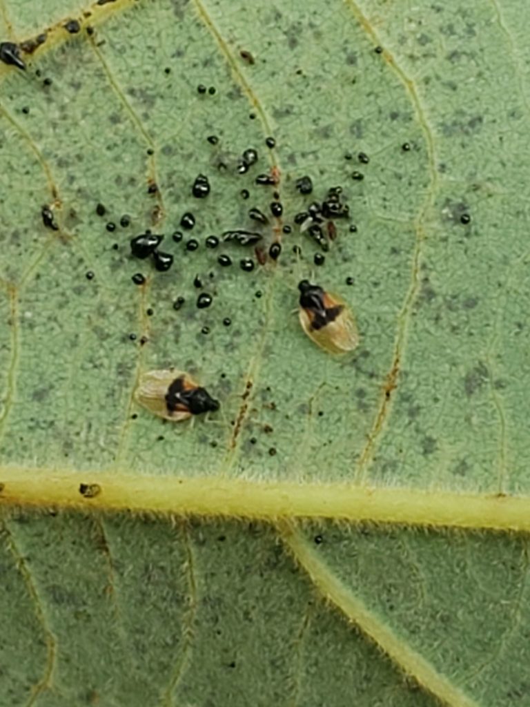 Avocado Lace Bug - Big Island Invasive Species Committee (BIISC)