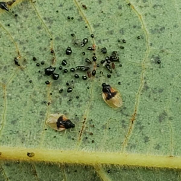 Alert: New Pest Attacking Avocado - Big Island Invasive Species ...