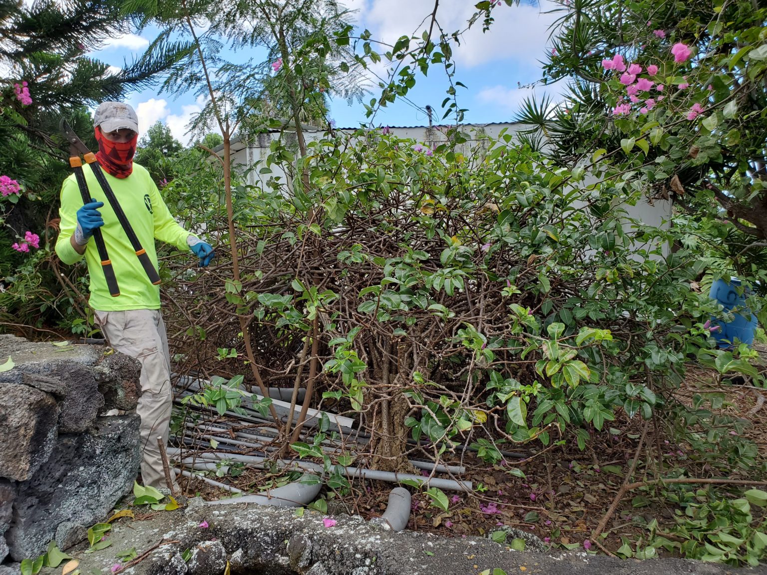Rubber Vine - Big Island Invasive Species Committee (BIISC)