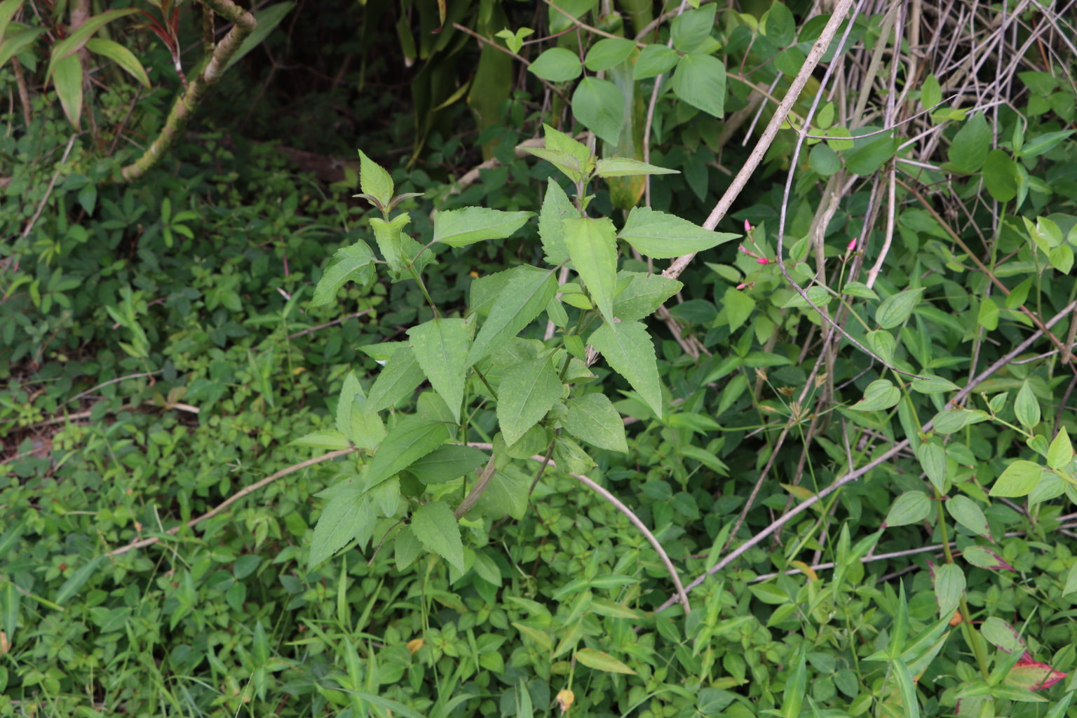 Chromolaena odorata (Devil Weed)