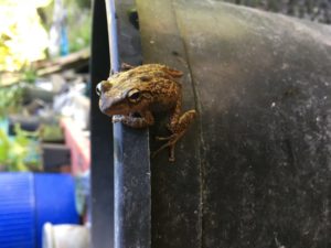 Coqui Frogs - Big Island Invasive Species Committee (BIISC)