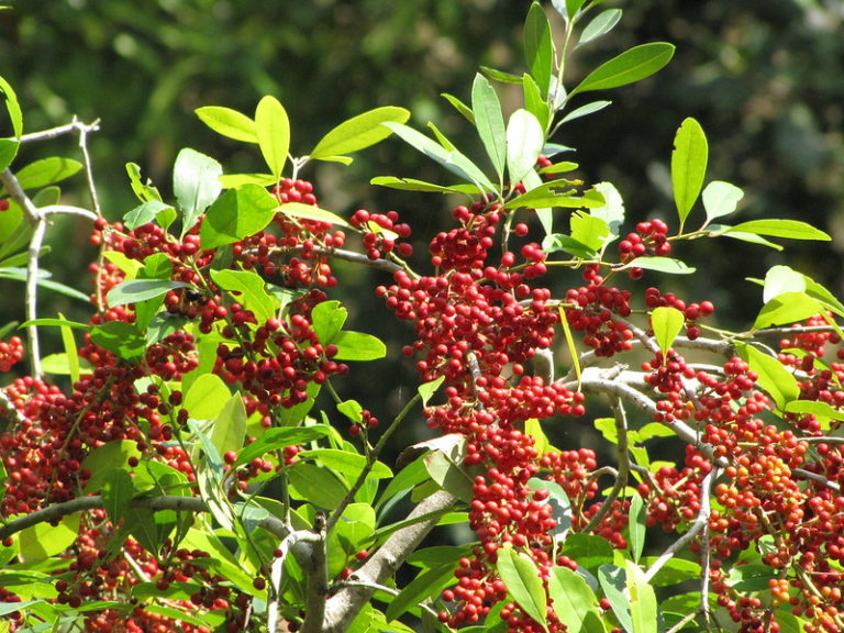 Dahoon Holly - Big Island Invasive Species Committee (BIISC)