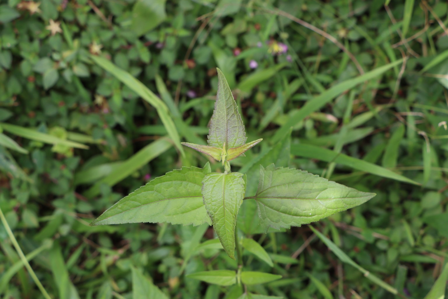 Chromolaena odorata (Devil Weed)