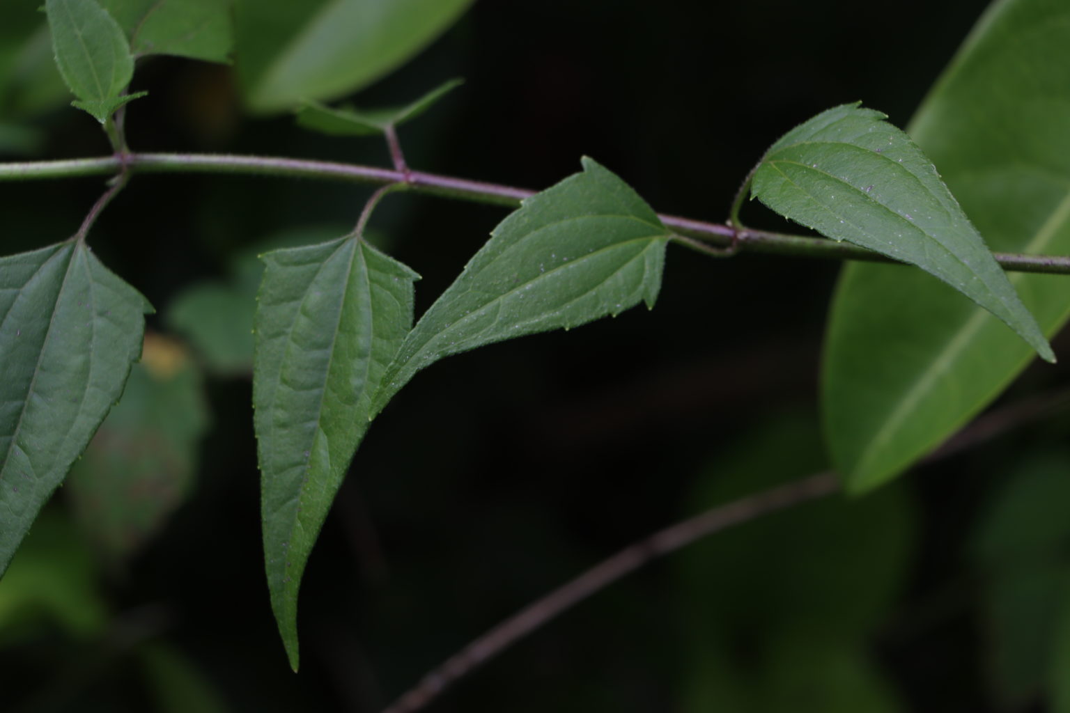 Chromolaena odorata (Devil Weed)