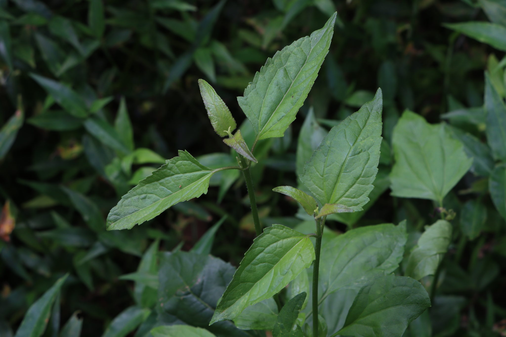 Chromolaena odorata (Devil Weed)