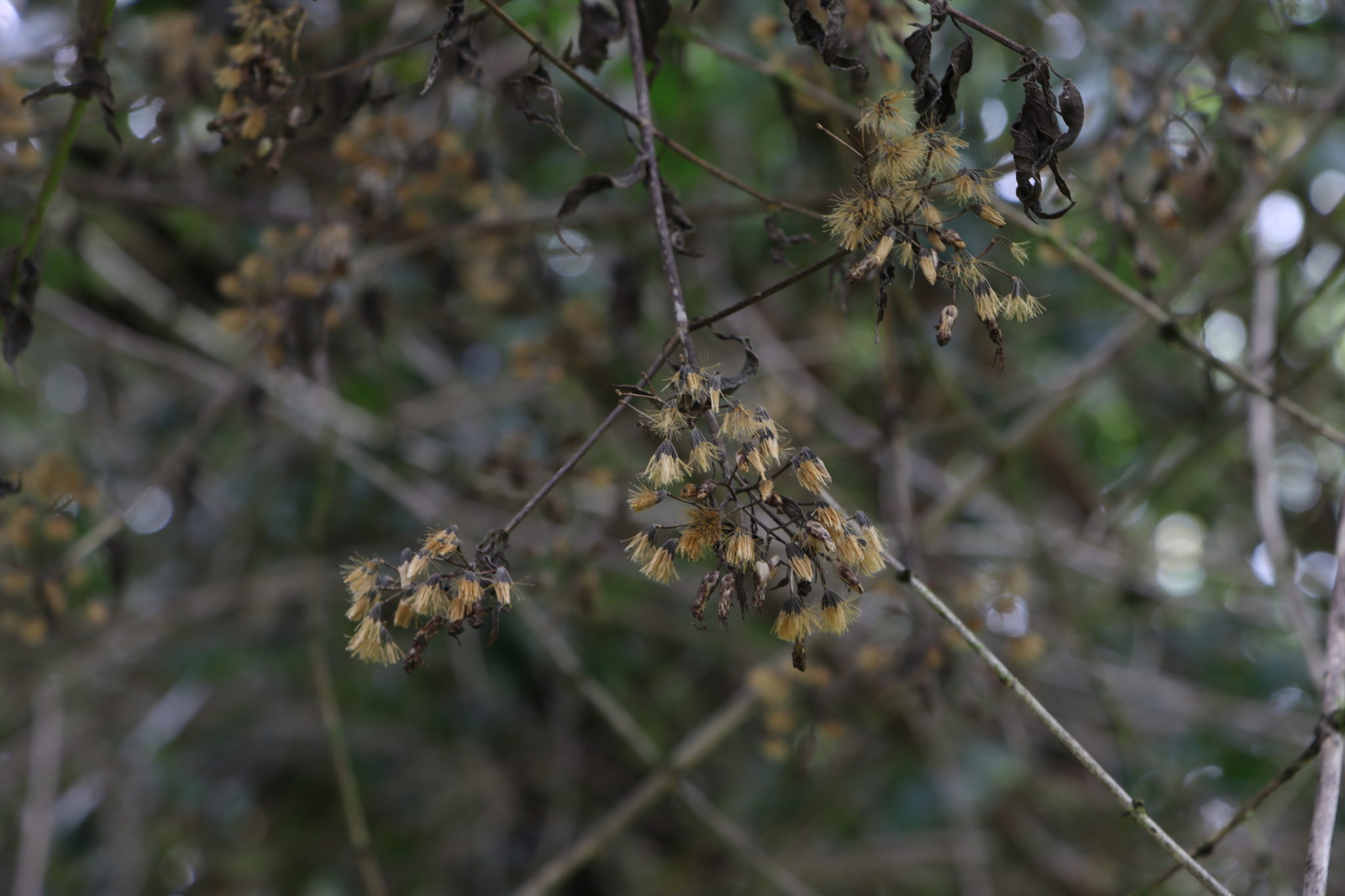 Chromolaena odorata (Devil Weed)