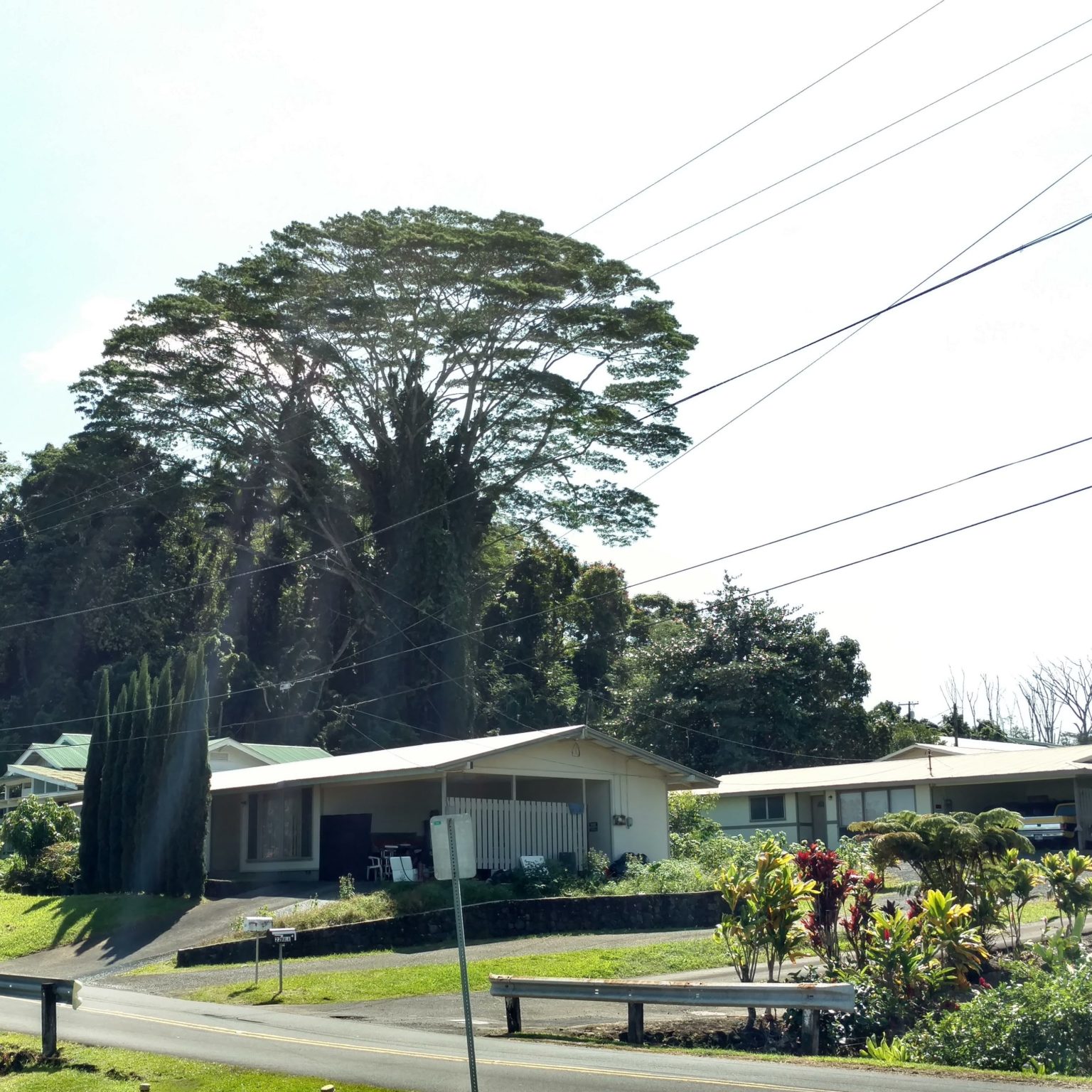 Managing Albizia - Big Island Invasive Species Committee (BIISC)