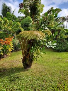 Autograph Tree - Big Island Invasive Species Committee (BIISC)