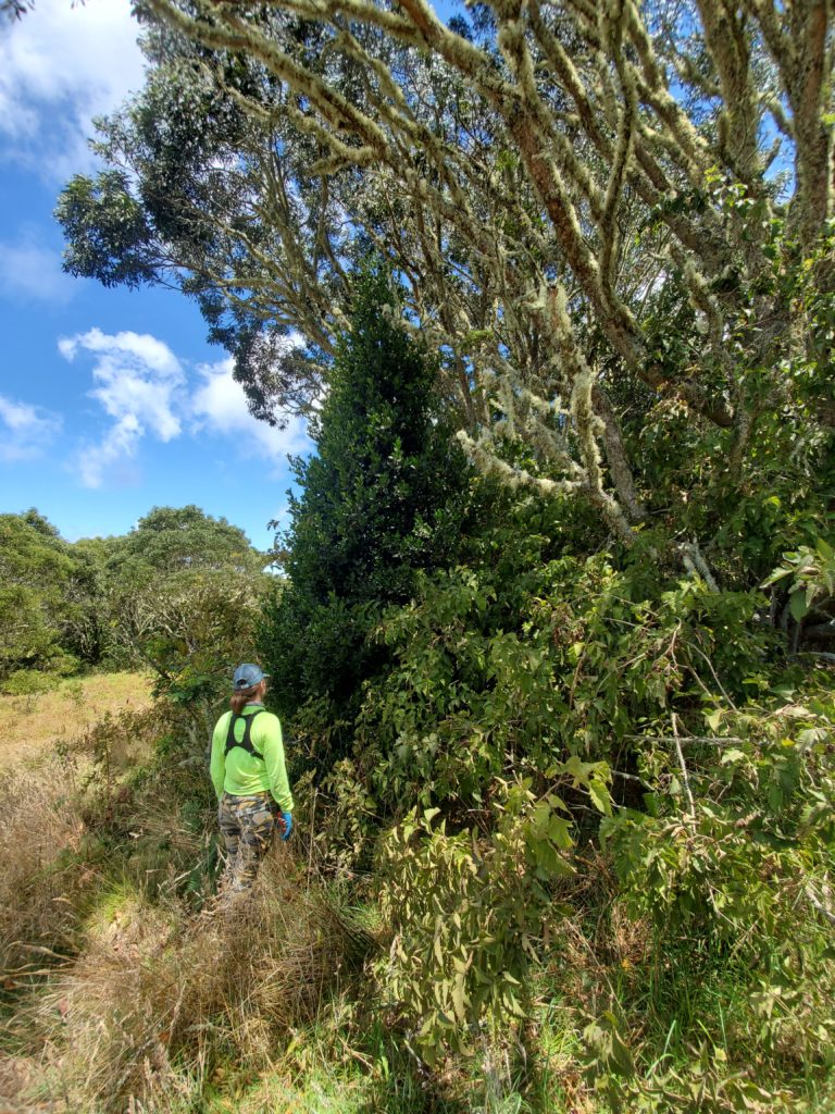 European Holly - Big Island Invasive Species Committee (BIISC)