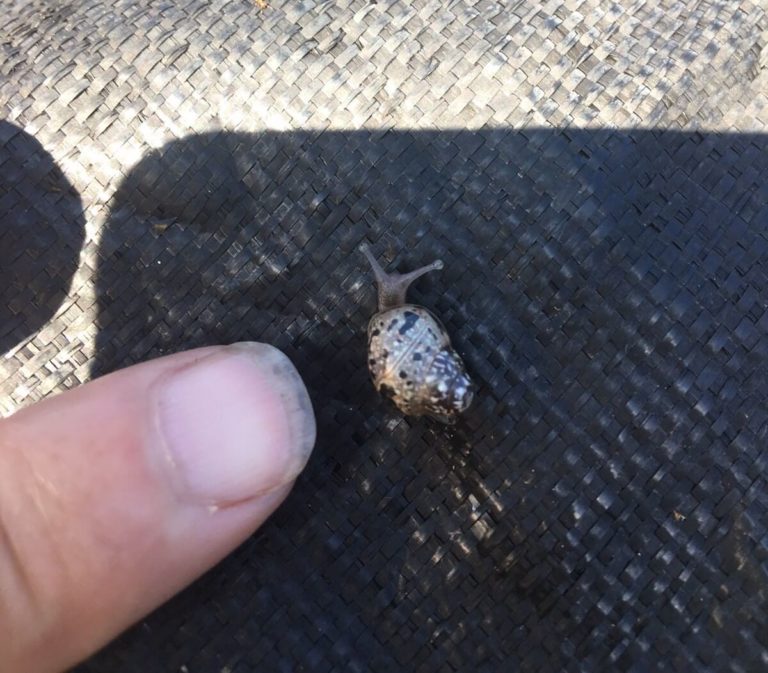 Common Slugs, Snails, and Flatworms - Big Island Invasive Species ...