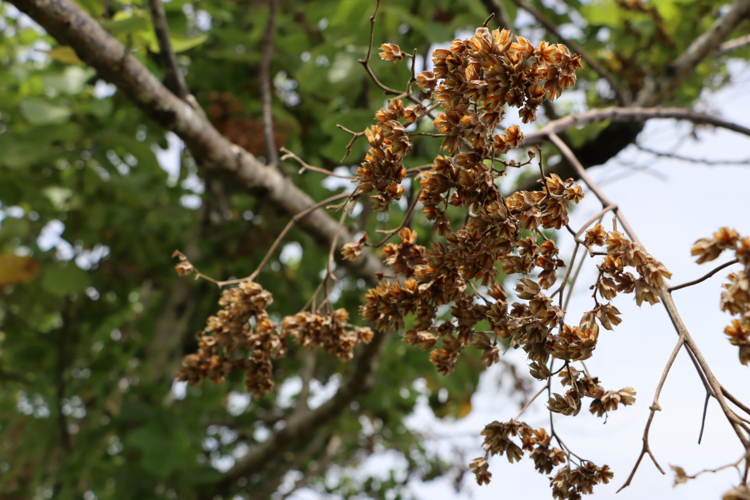 Melochia - Big Island Invasive Species Committee (BIISC)