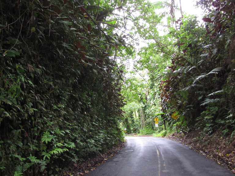 Miconia - Big Island Invasive Species Committee (BIISC)