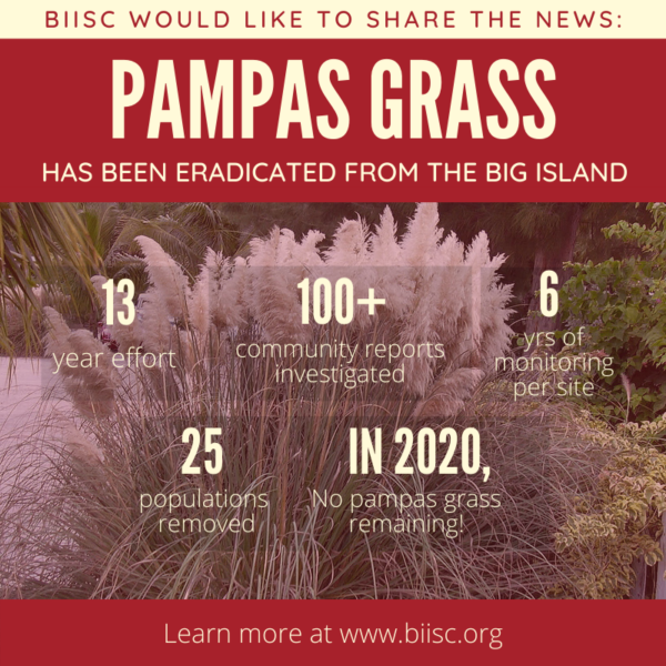 Pampas Grass Eradicated - Big Island Invasive Species Committee (BIISC)