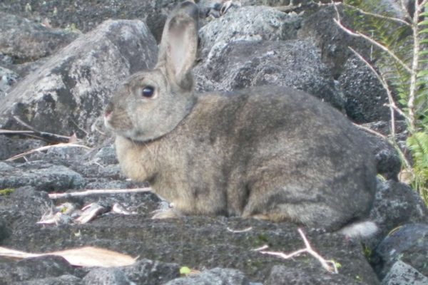 Rabbits - Big Island Invasive Species Committee (BIISC)