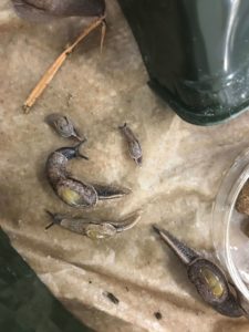 Common Slugs, Snails, and Flatworms - Big Island Invasive Species ...