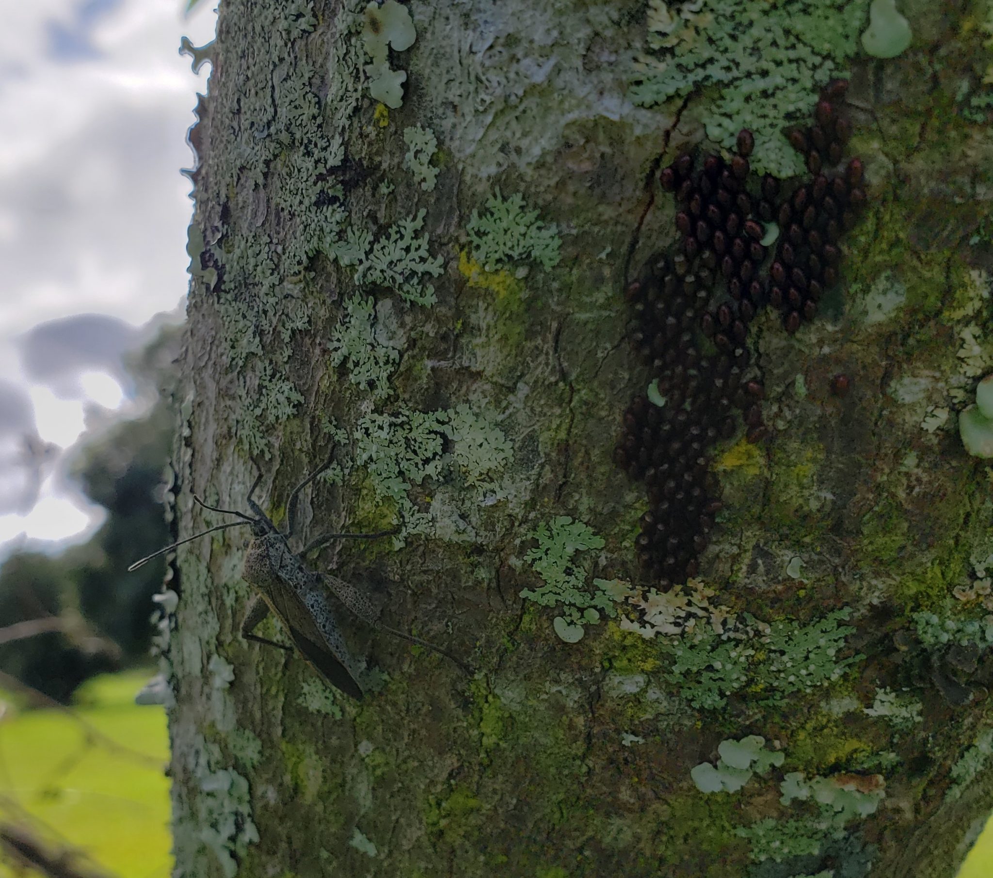 Sweet Potato Bug - Big Island Invasive Species Committee (BIISC)